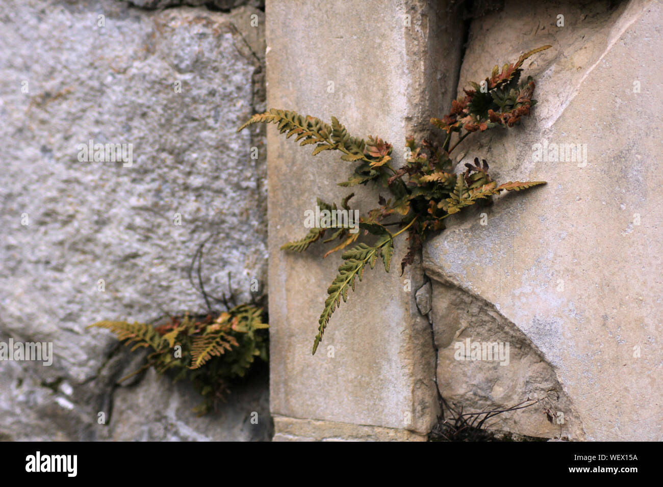 Wall and ferns hi-res stock photography and images - Alamy