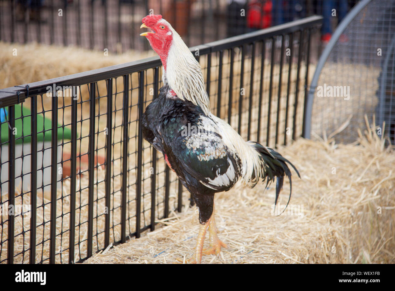 Rooster on straw hi-res stock photography and images - Alamy