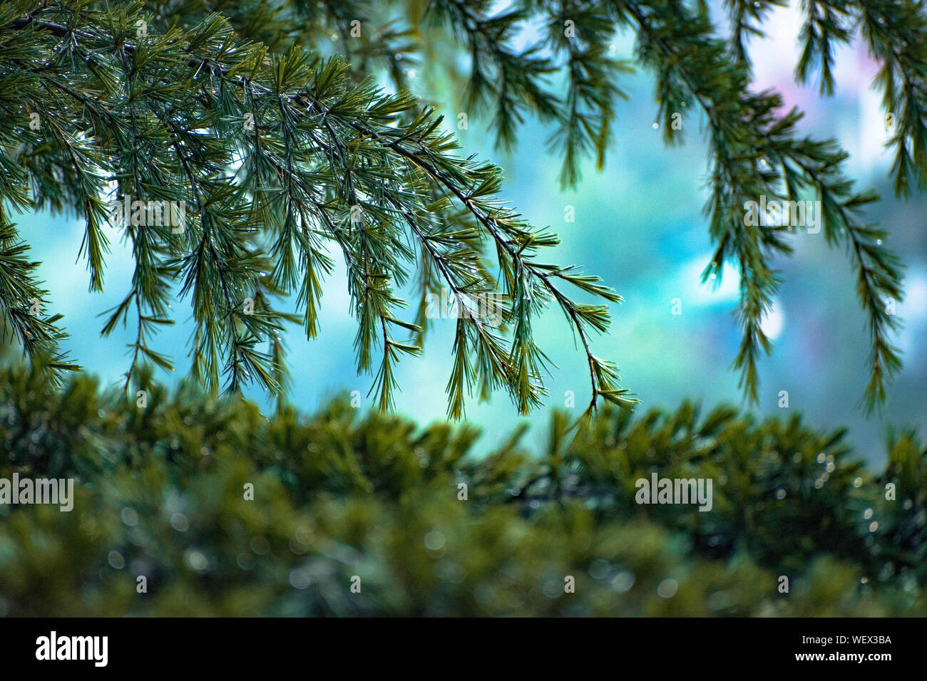 Dew rain forest hi-res stock photography and images - Alamy