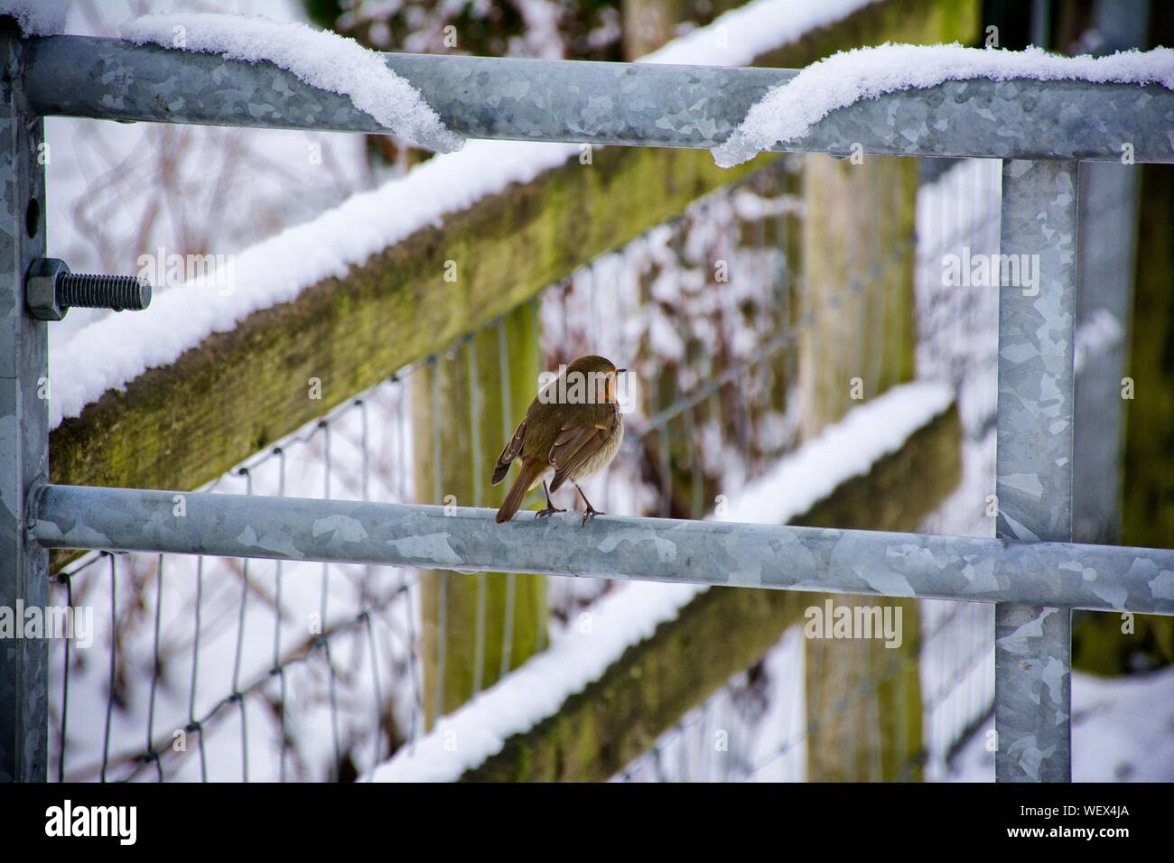 Robin winter scene hi-res stock photography and images - Alamy