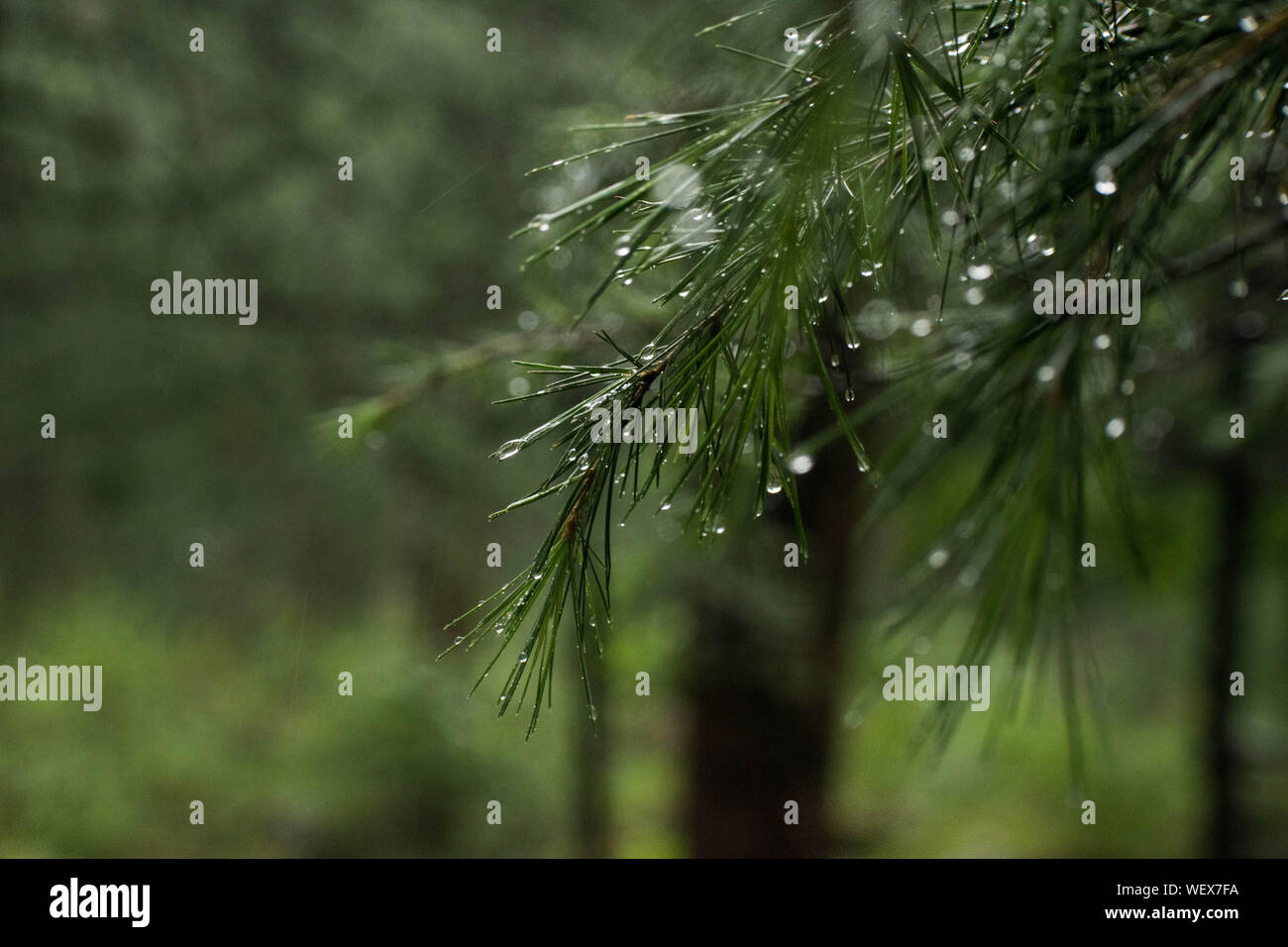 Branches of dew hi-res stock photography and images - Alamy