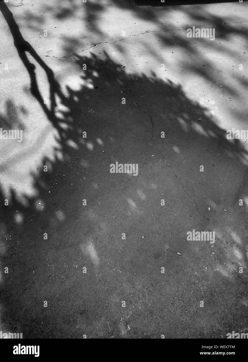 Tree shadow on the ground hi-res stock photography and images - Alamy