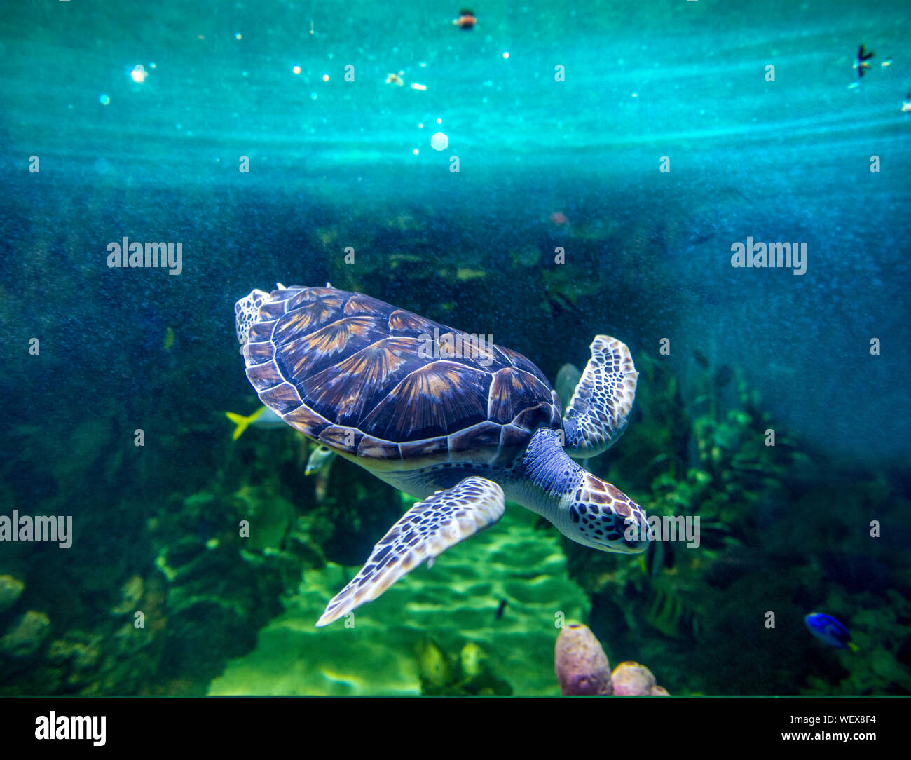Green sea turtle diving, view from underwater Stock Photo - Alamy