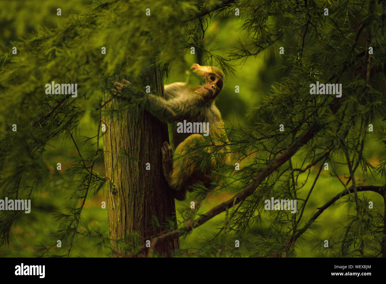 Monkey sitting on a branch of a tree or something which is its natural ...