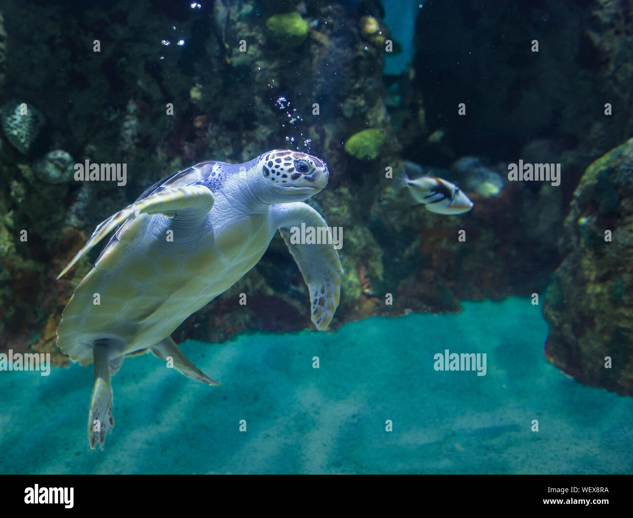 Underwater shot of green sea turtle breathing bubbles Stock Photo - Alamy