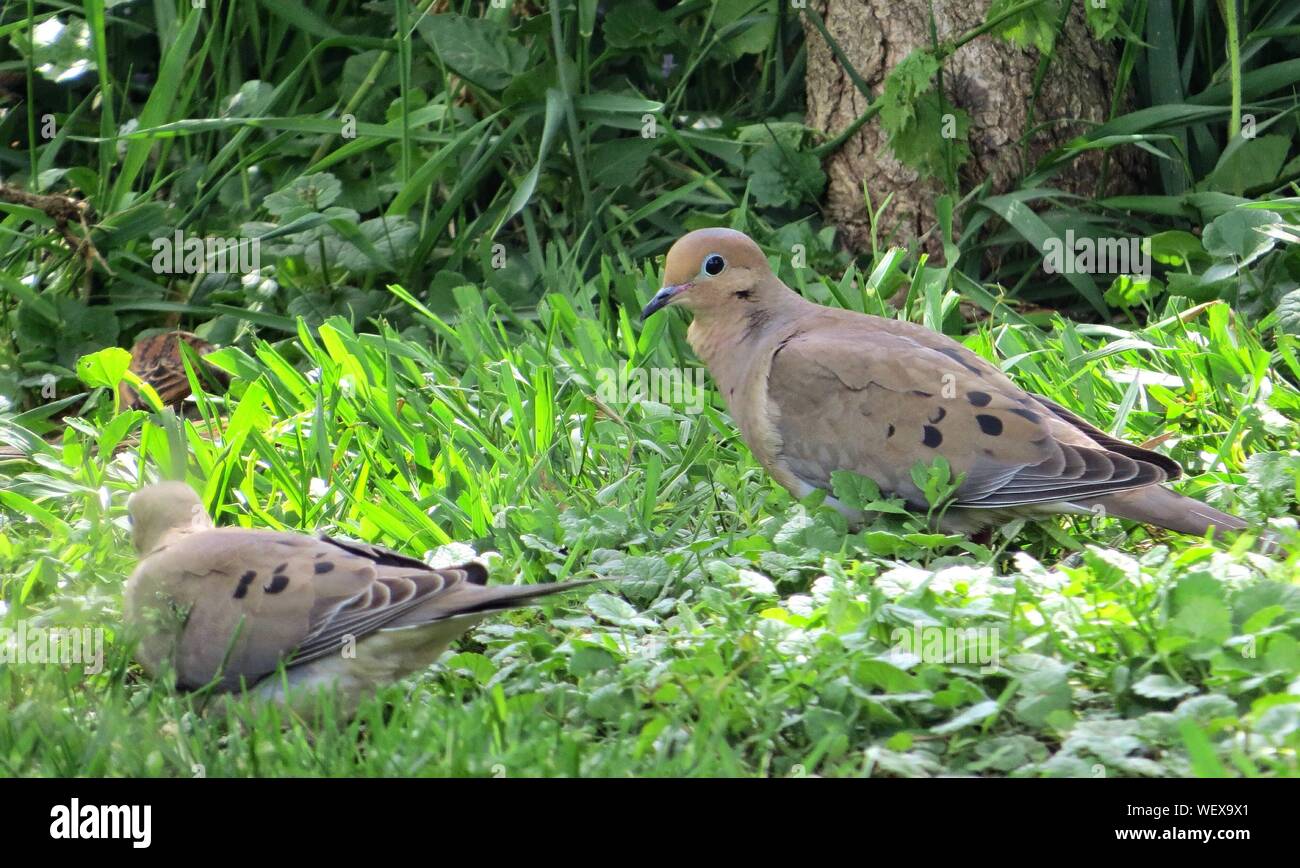 Two mourning doves hi-res stock photography and images - Alamy