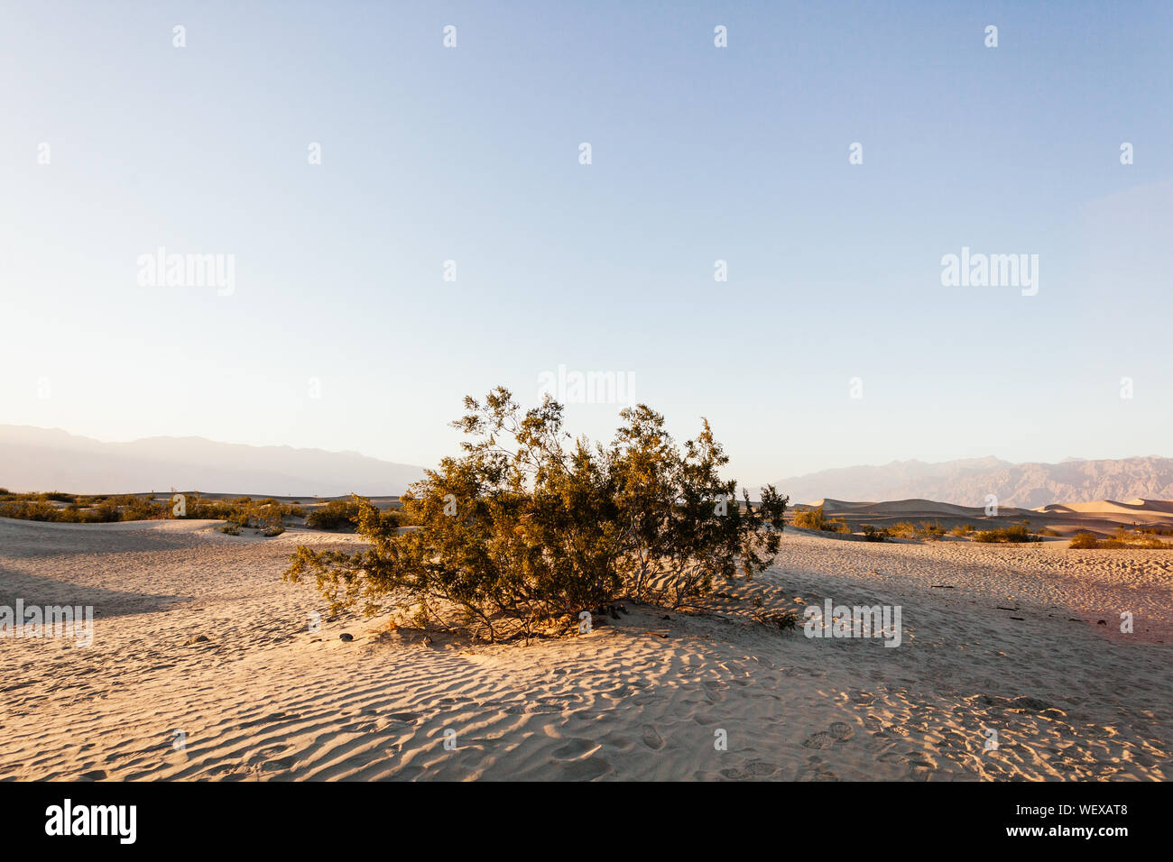 Bush in the desert hi-res stock photography and images - Alamy