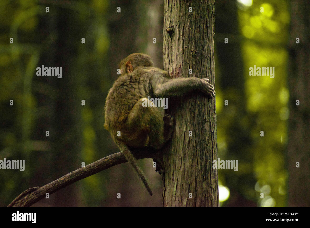 Monkey sitting on a branch of a tree or something which is its natural ...