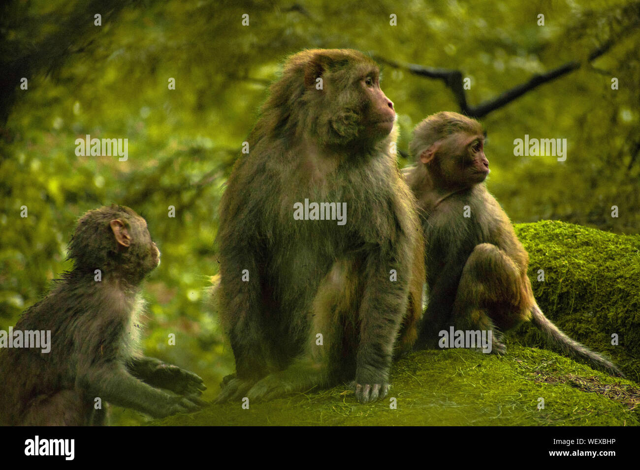 Monkey sitting on a branch of a tree or something which is its natural ...