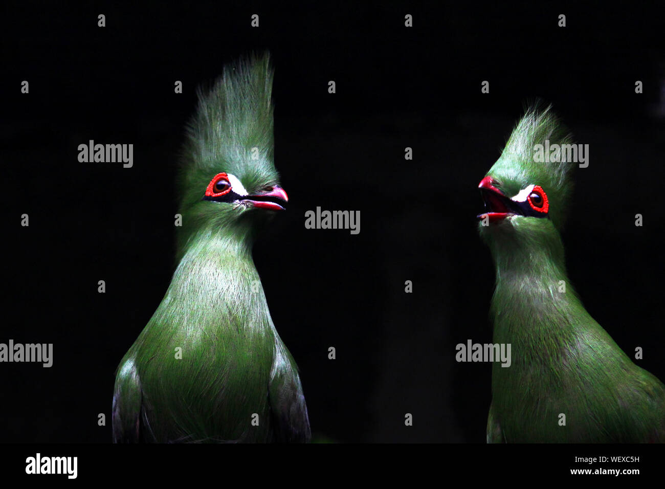 Pair or birds hi-res stock photography and images - Alamy