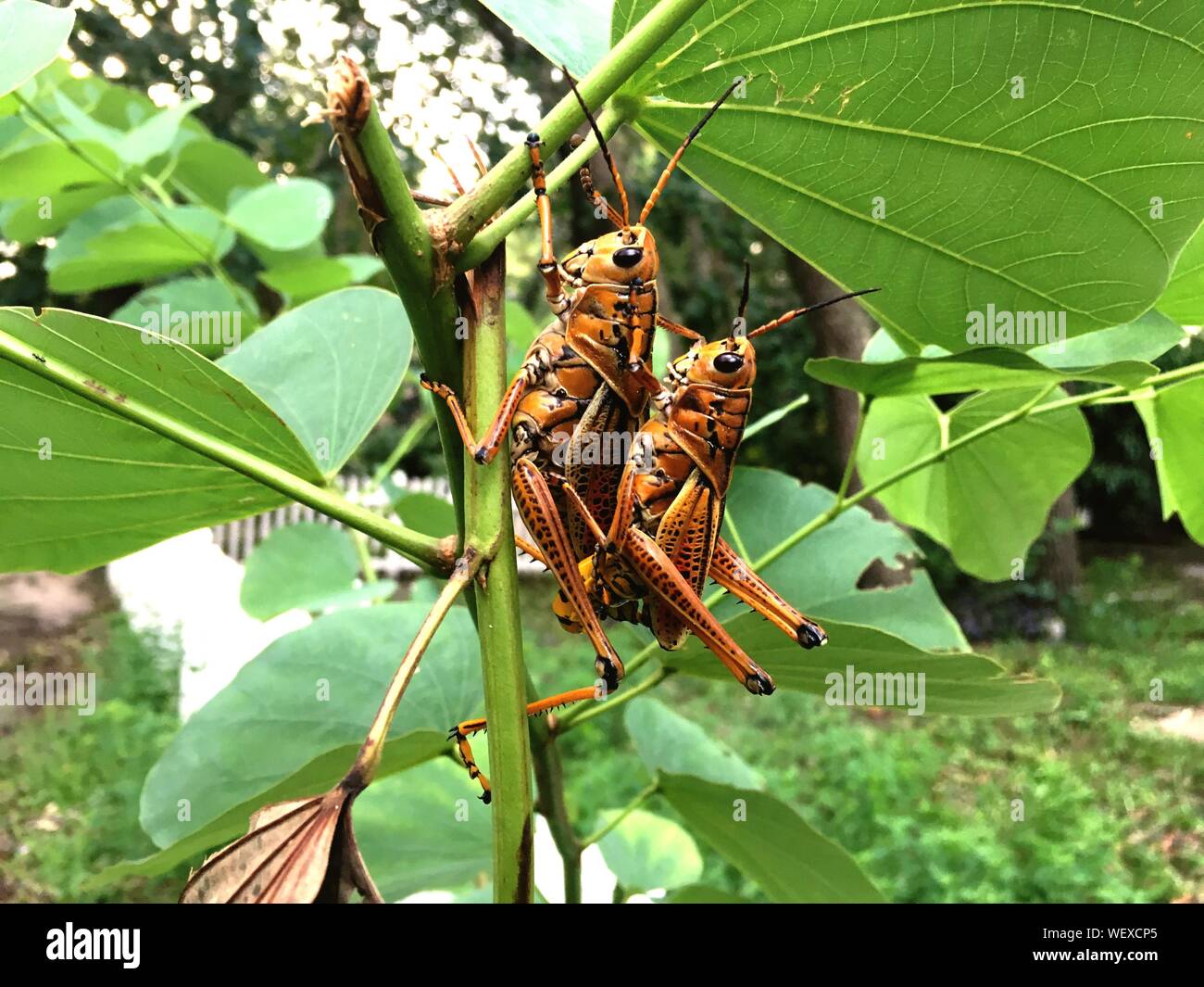 Insects Mating High Resolution Stock Photography and Images - Alamy