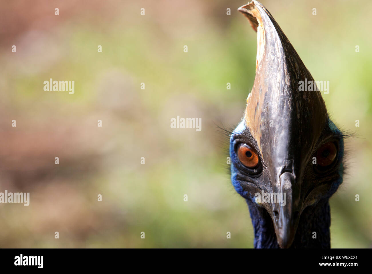Cassowary Crest Stock Photos & Cassowary Crest Stock Images - Alamy