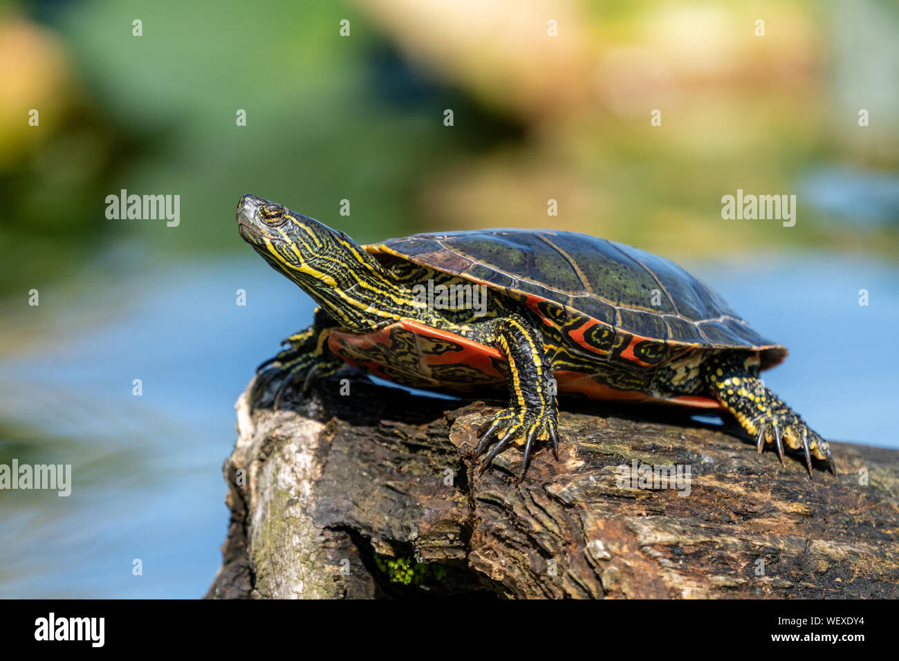 Issaquah, Washington, USA. Western Painted Turtle sunning on a log in ...