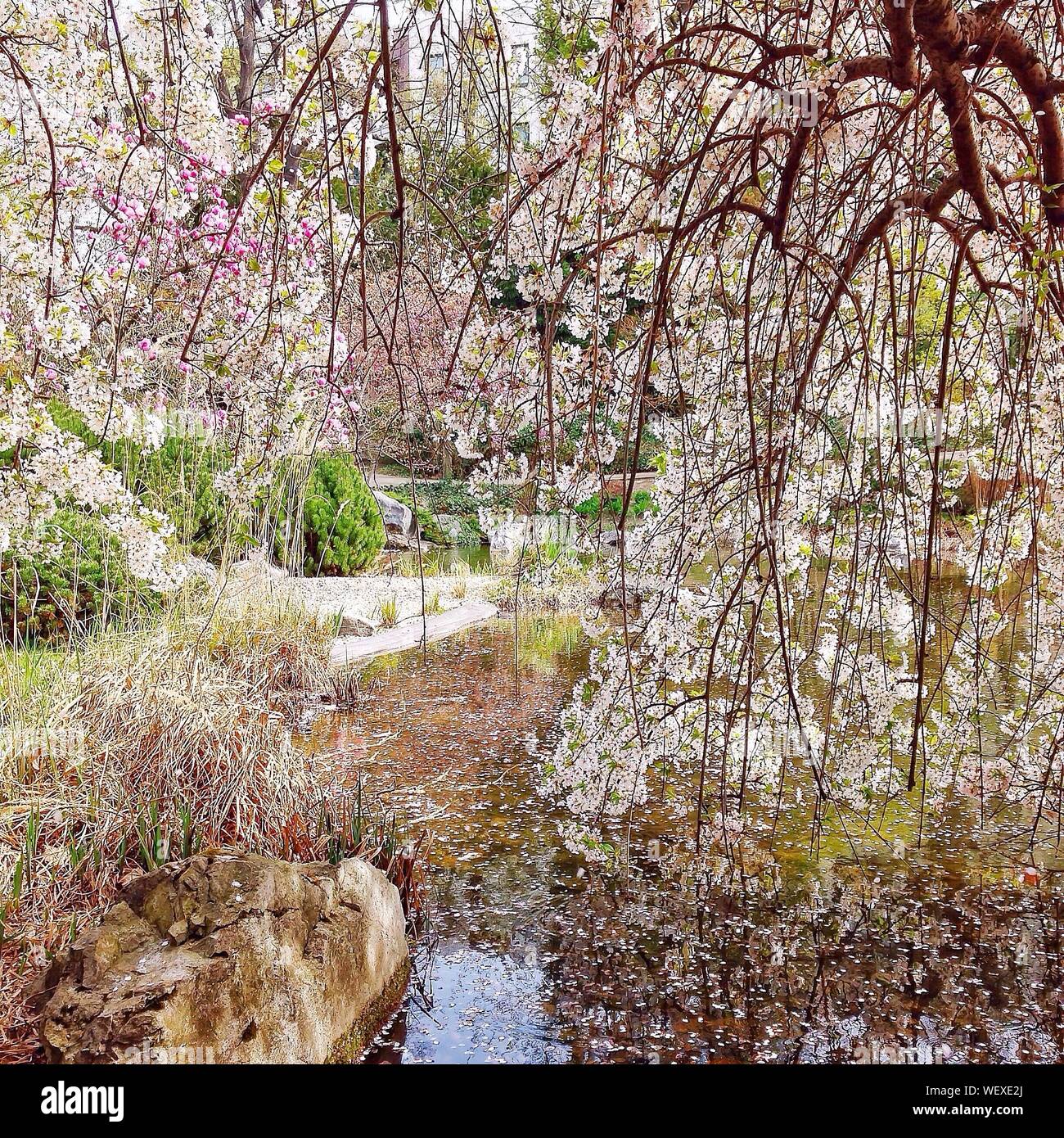 Slanted flower hi-res stock photography and images - Alamy