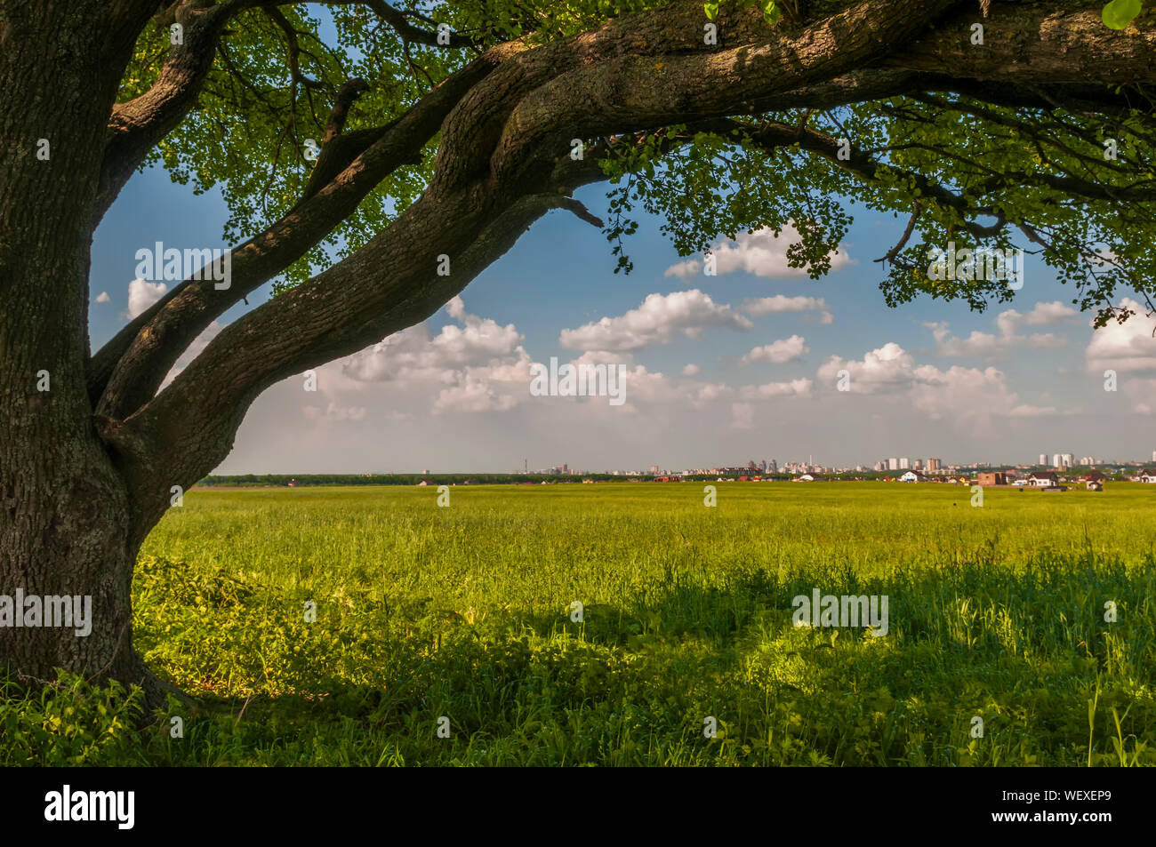 Trees green beautiful cinematic hi-res stock photography and images - Alamy