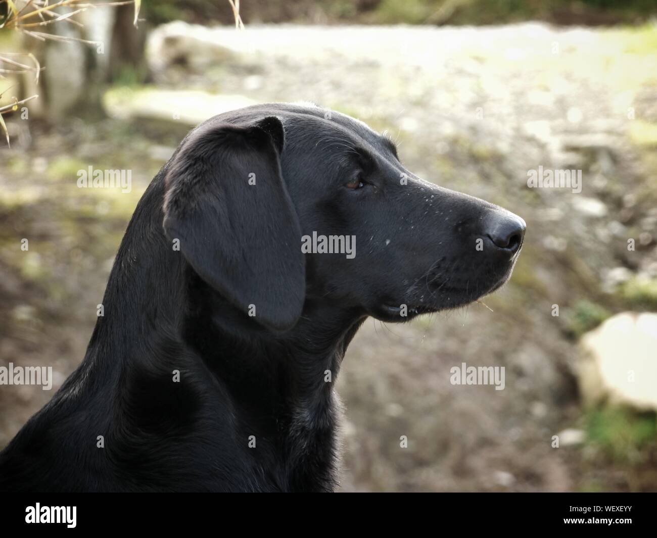 Labrador retriever black side profile hi-res stock photography and ...