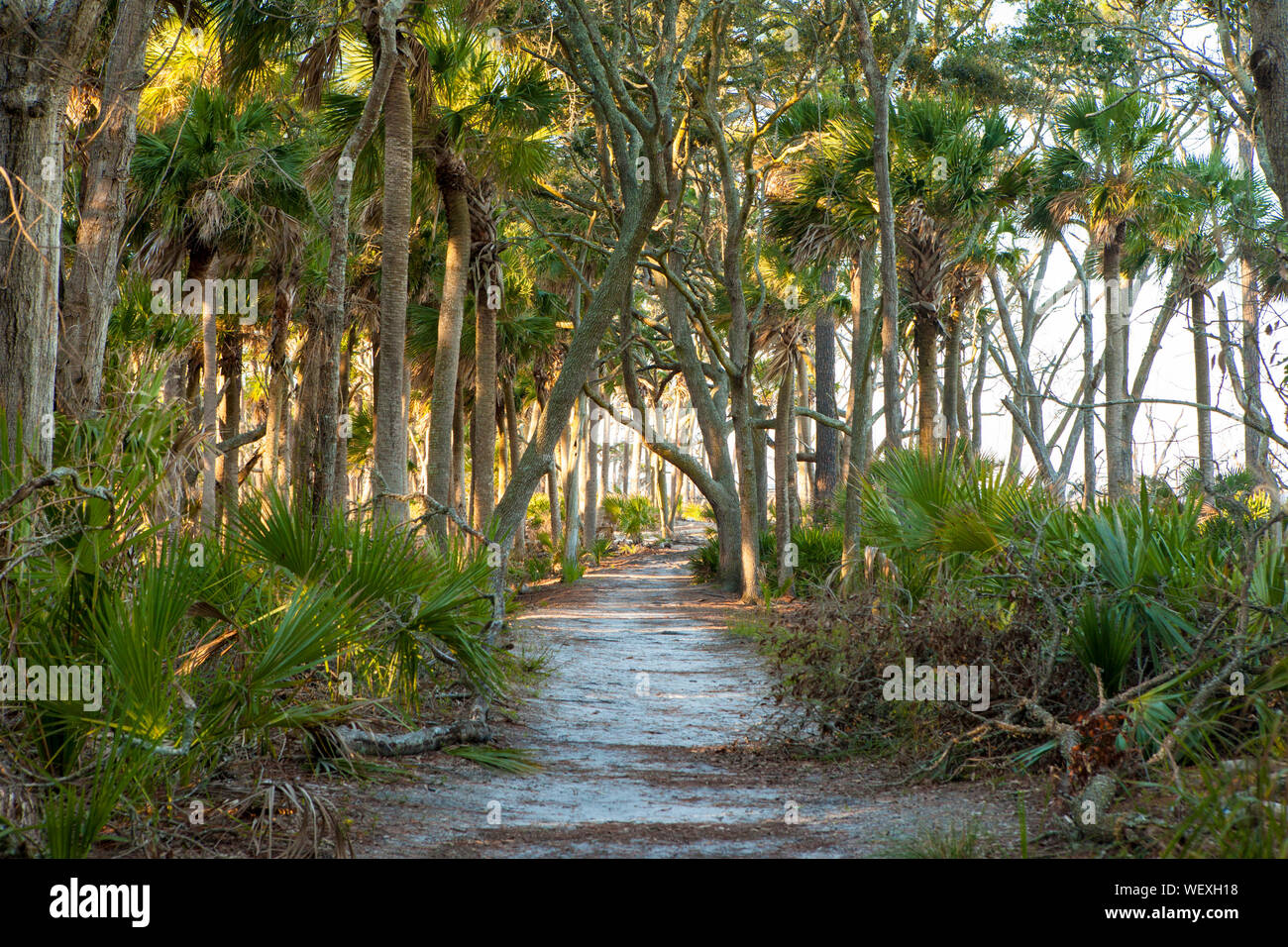 path through palm trees with golden sunlight Stock Photo - Alamy