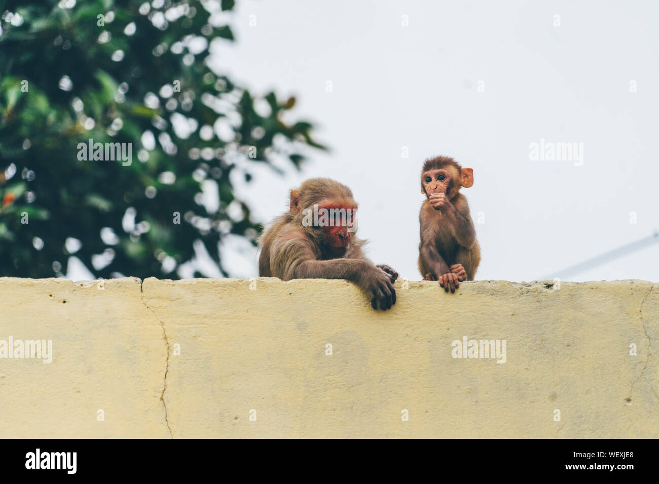 Monkeys In Space High Resolution Stock Photography and Images - Alamy