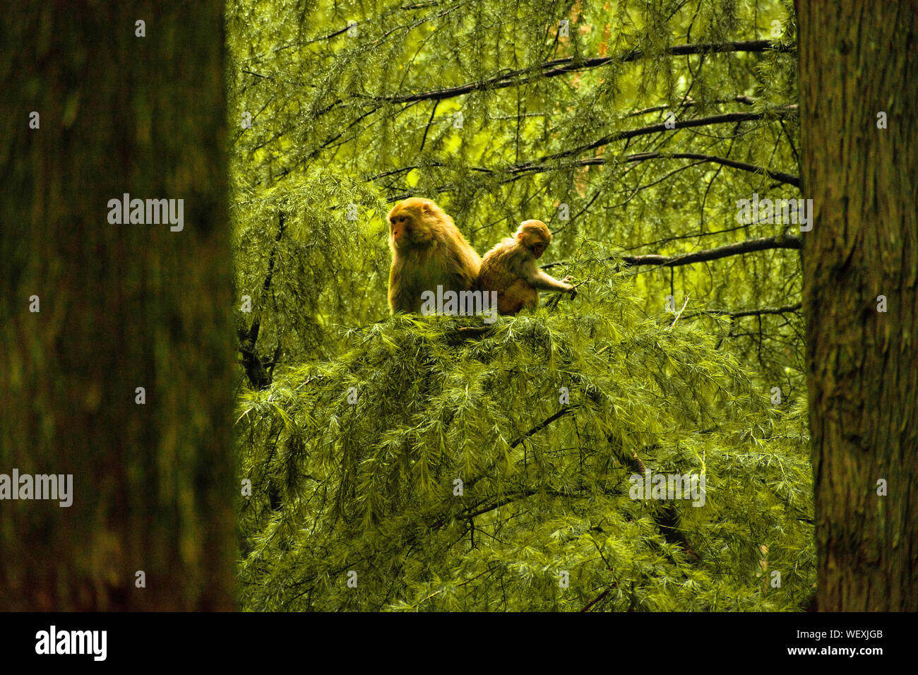 Moneky in a tree hi-res stock photography and images - Alamy