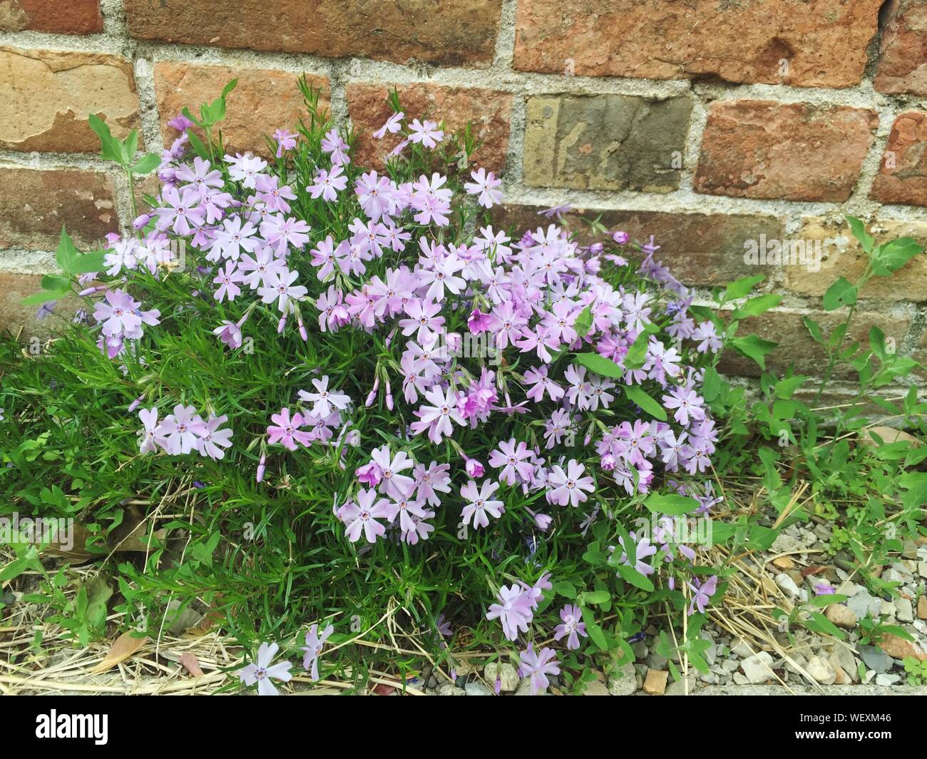 Brick flowers hi-res stock photography and images - Alamy