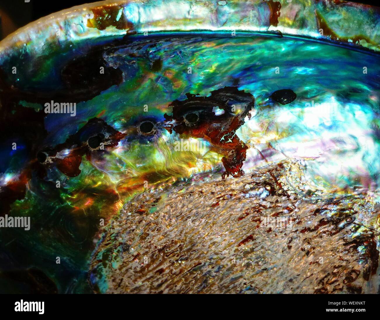 Abalone shell close up hi-res stock photography and images - Alamy
