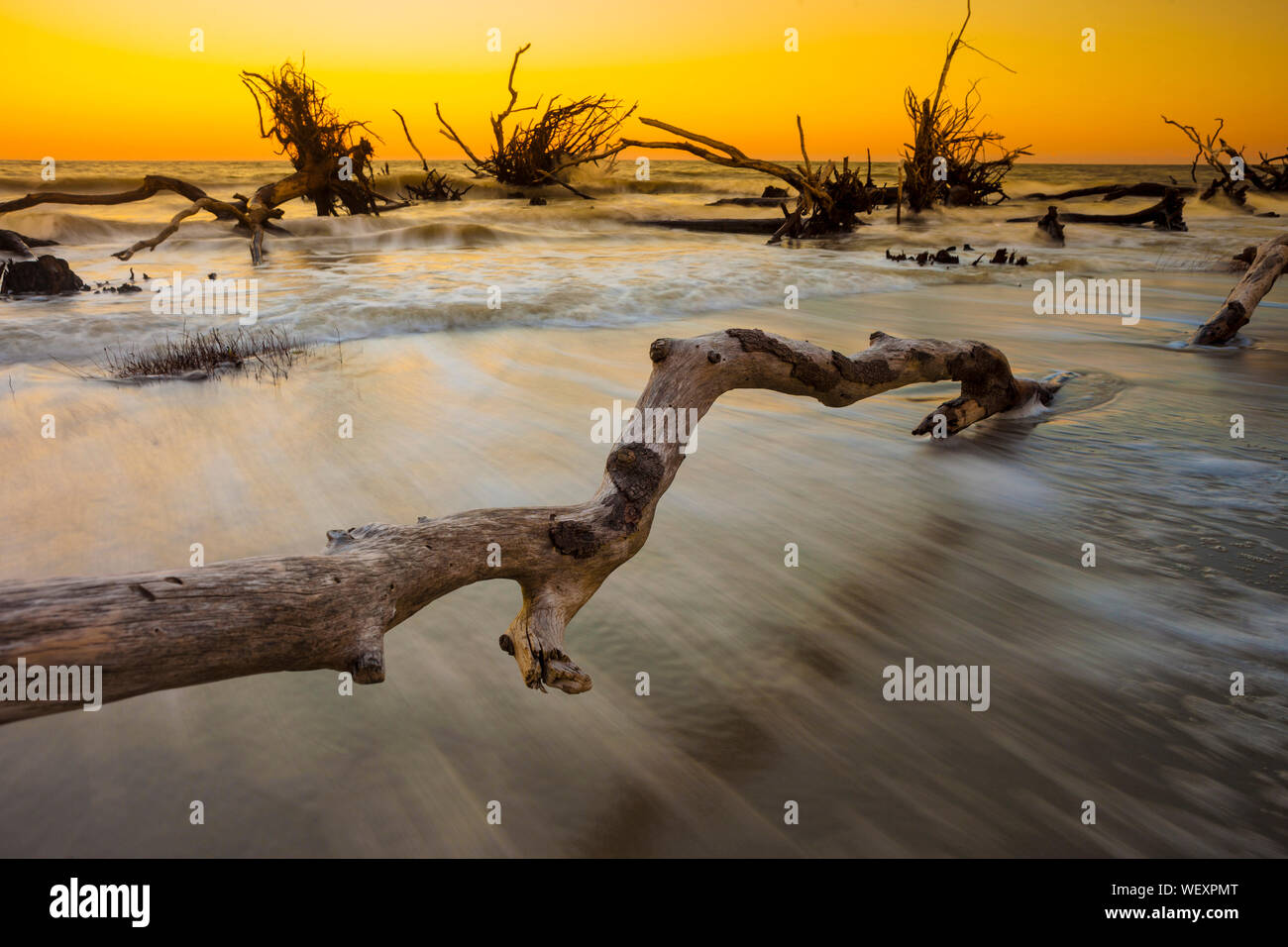 Driftwood in the ocean hi-res stock photography and images - Alamy
