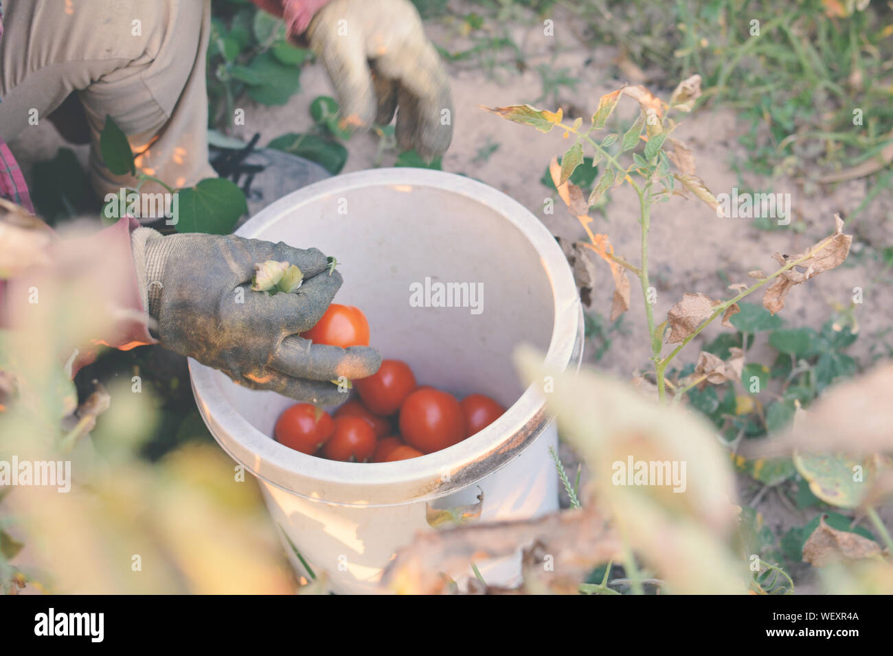 Dirty tomatoes hi-res stock photography and images - Alamy