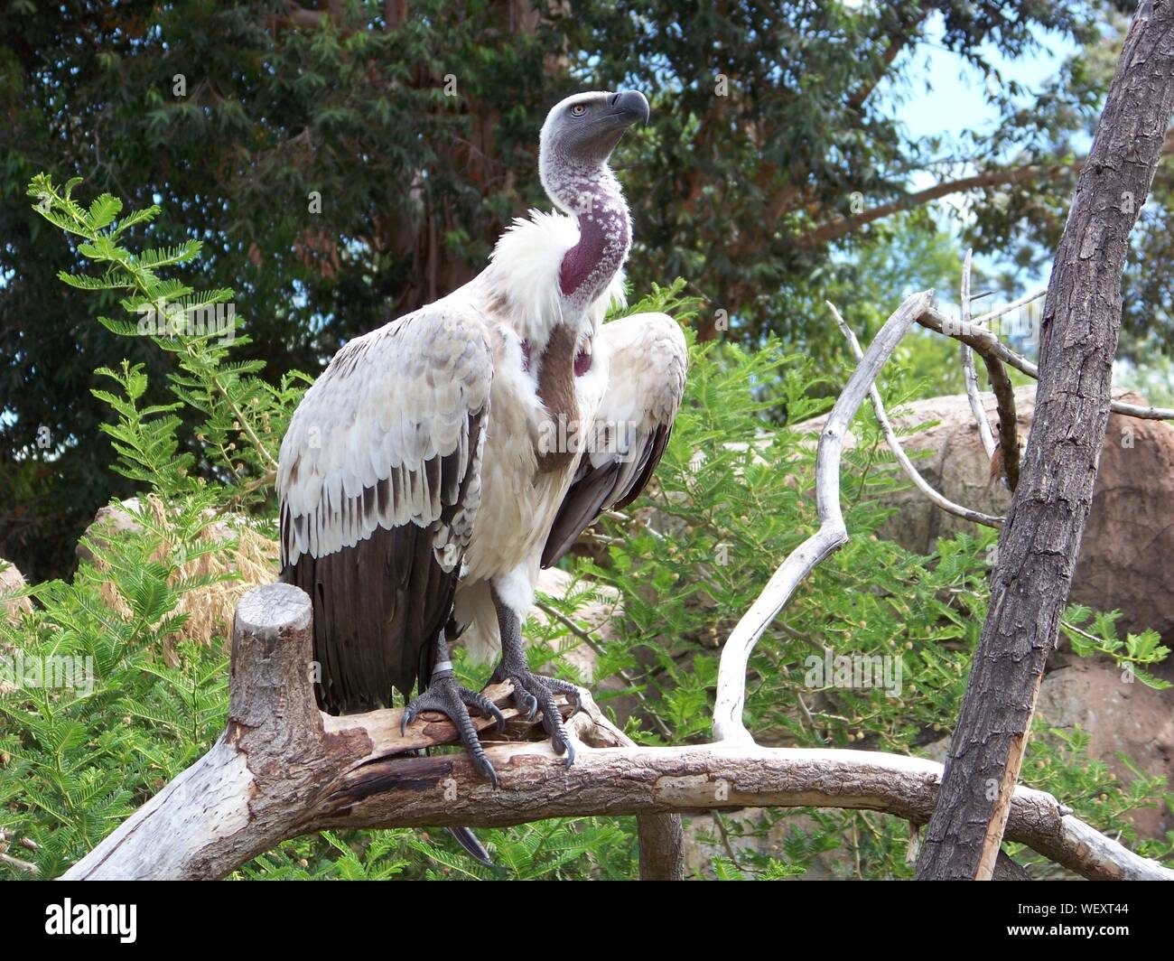 Vulture on branch hi-res stock photography and images - Alamy