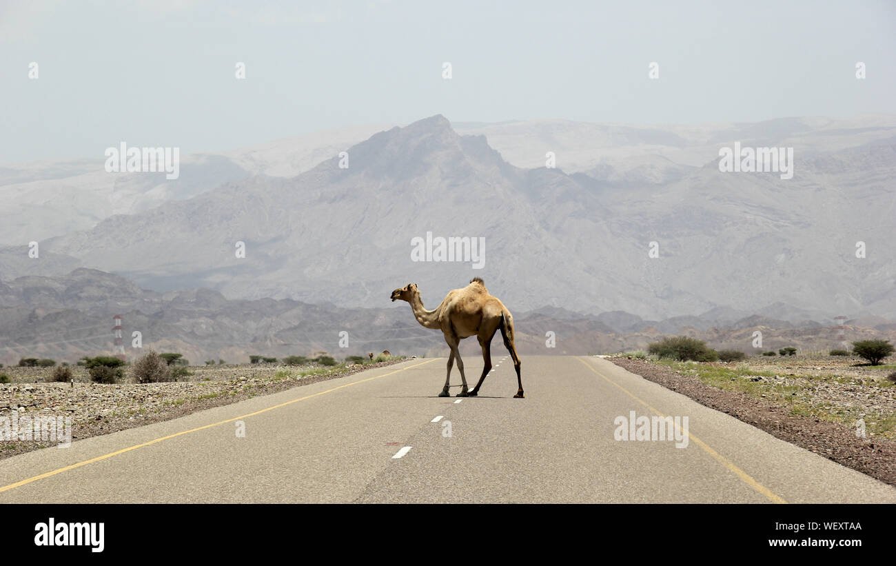 Mountain of the camel hi-res stock photography and images - Alamy