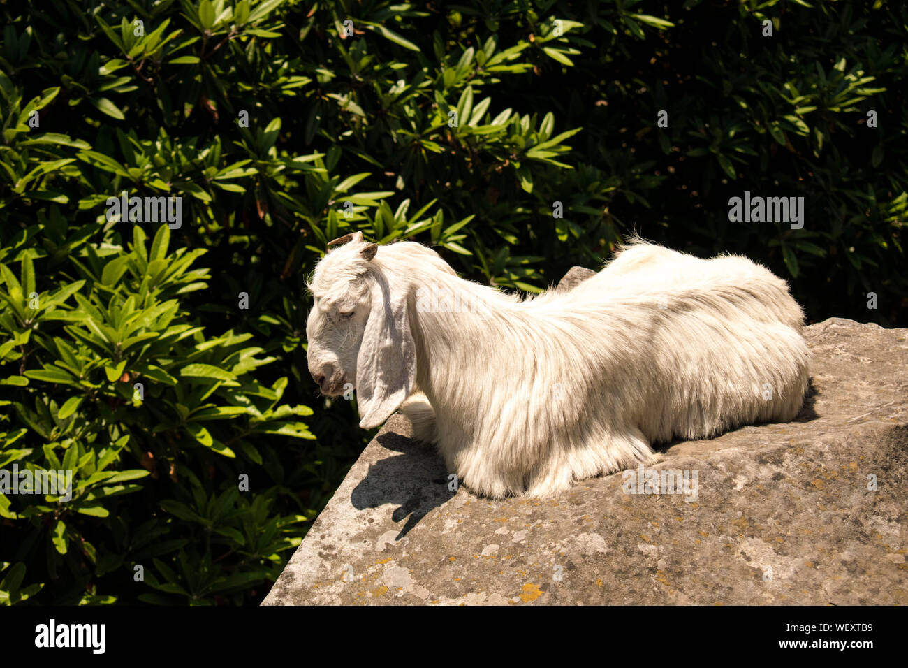 Wild goat sitting on rock hi-res stock photography and images - Alamy