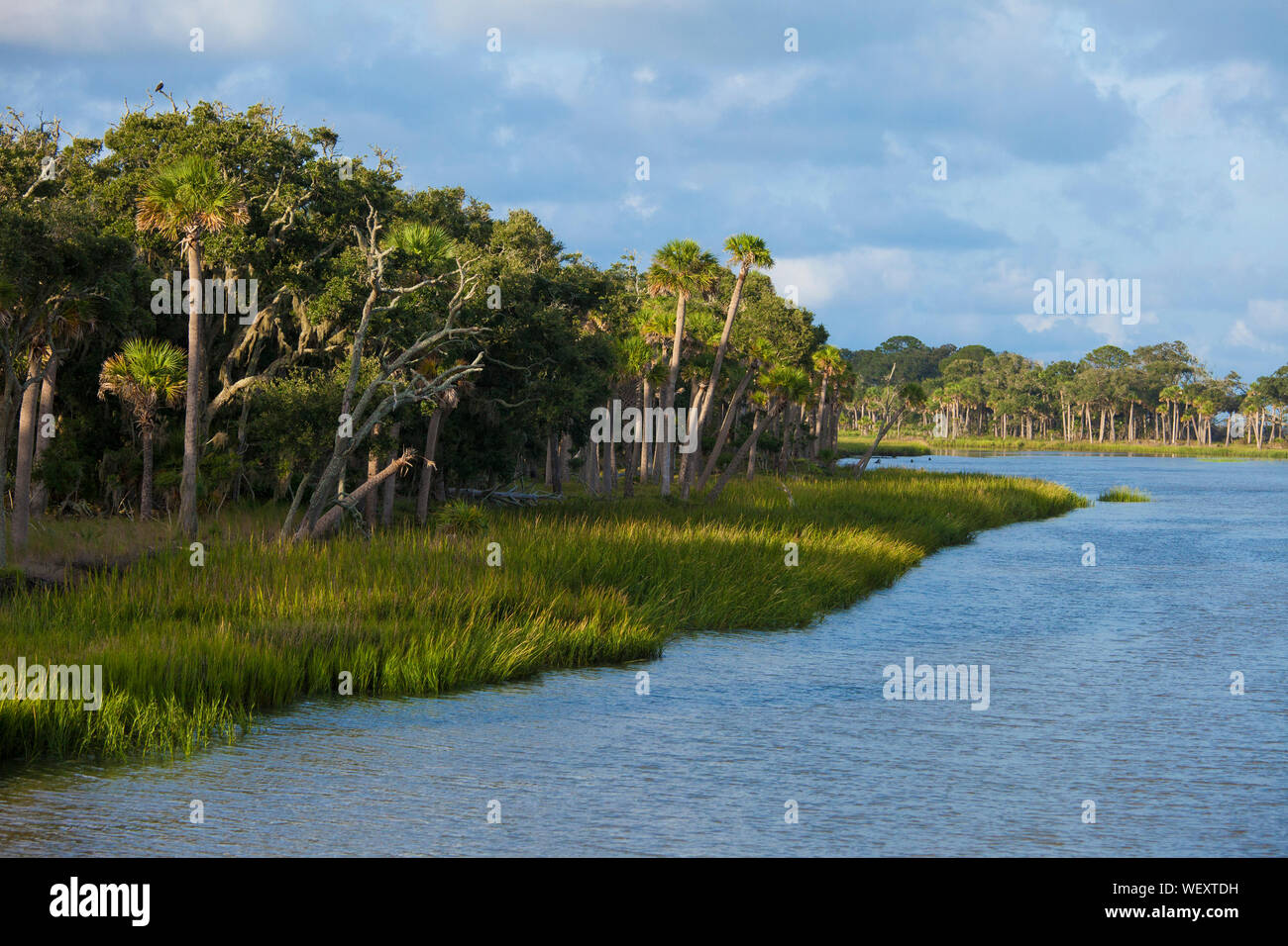 Maritime forest and lagoon in South Carolina Stock Photo - Alamy