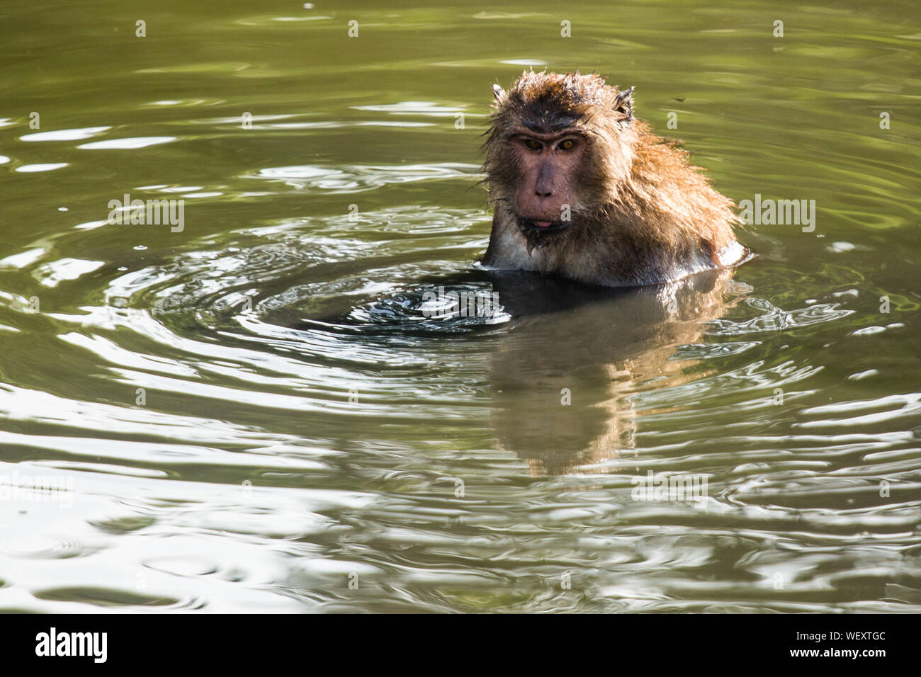 Swimming monkey hi-res stock photography and images - Alamy