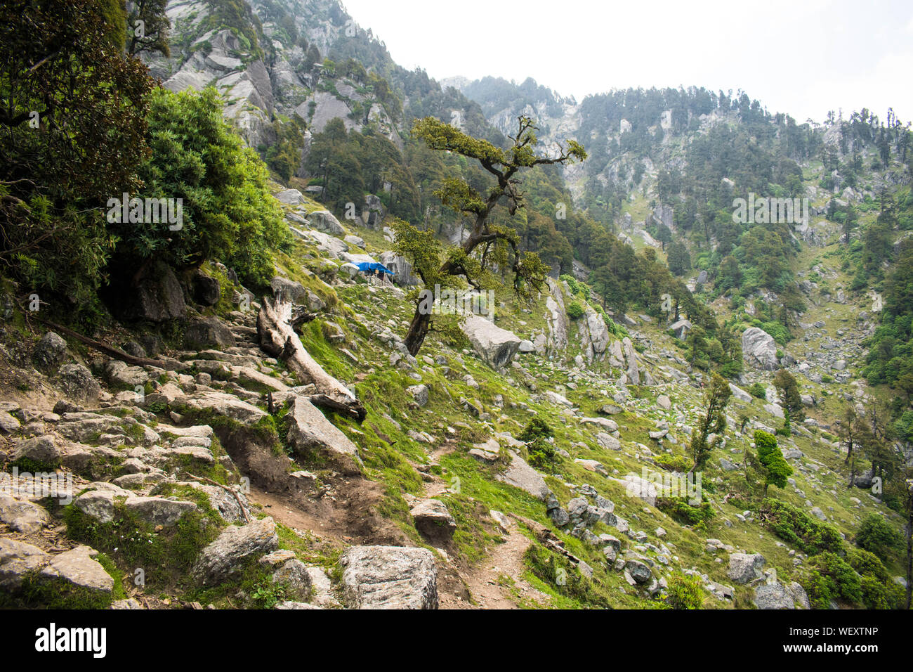 Rock formations covered with greenery in the mountains. Part of the ...