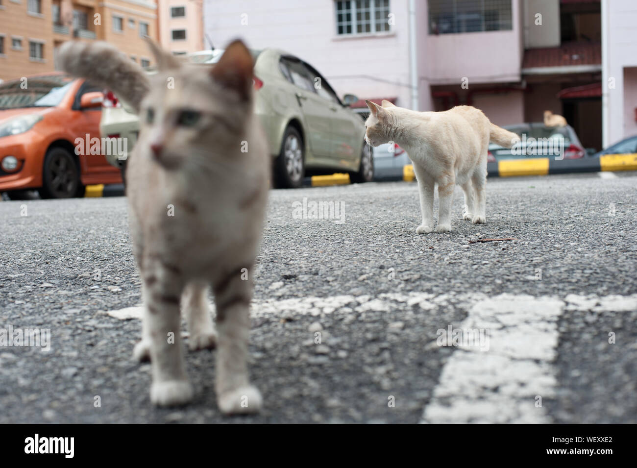Road marking cats hi-res stock photography and images - Alamy