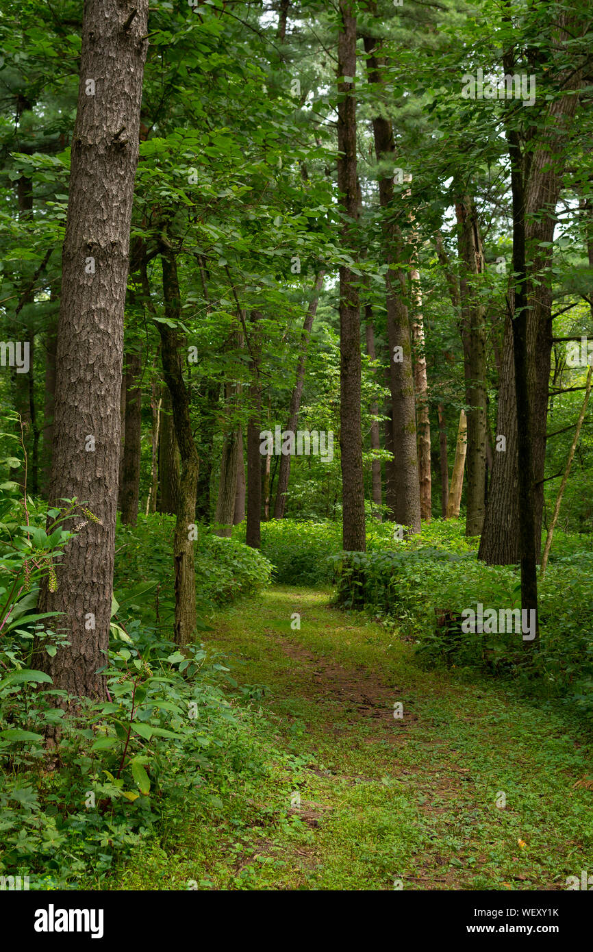 Trail through the forest. White Pines Forest State Park, Illinois, USA ...