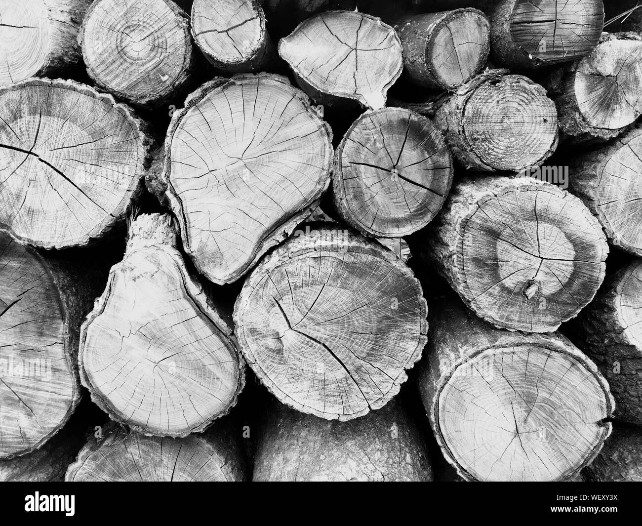 Stack of tree logs Black and White Stock Photos & Images - Alamy
