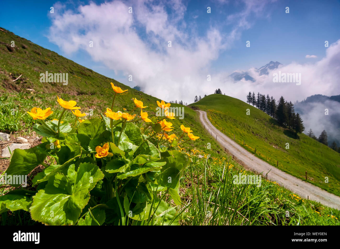 Bright alpine flowers on the meadow in Swiss alps. Beautiful mountain ...