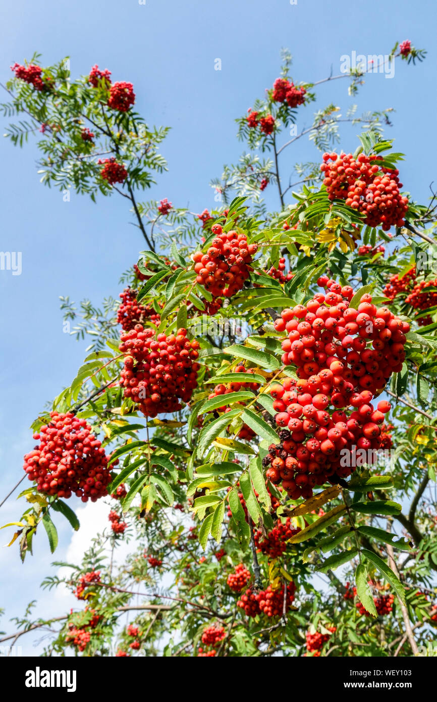 Mountain ash berries on tree, Sorbus aucuparia, Rowan in august Stock ...