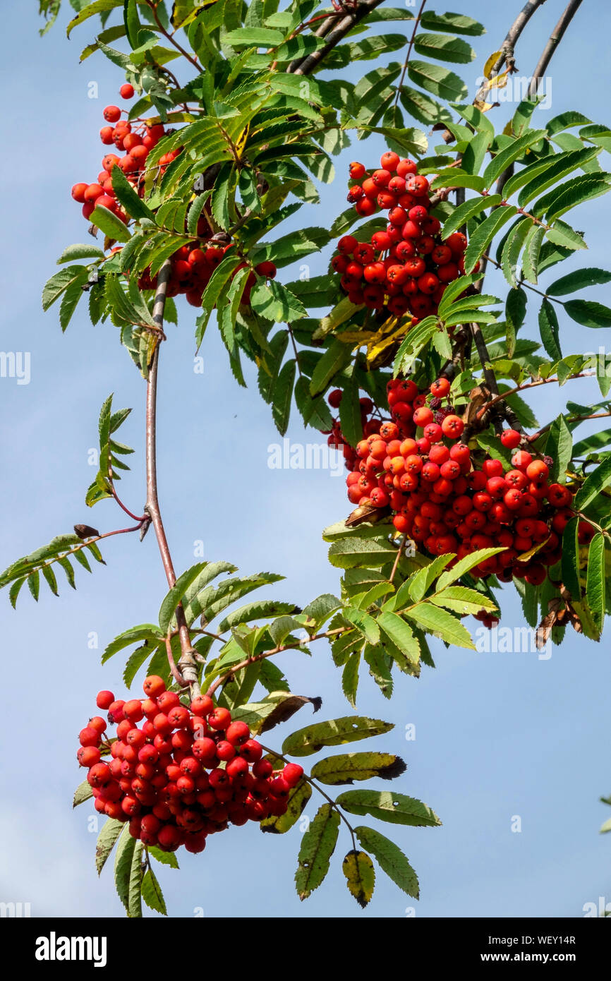Mountain ash berries on tree, Sorbus aucuparia, Rowan in august Stock ...