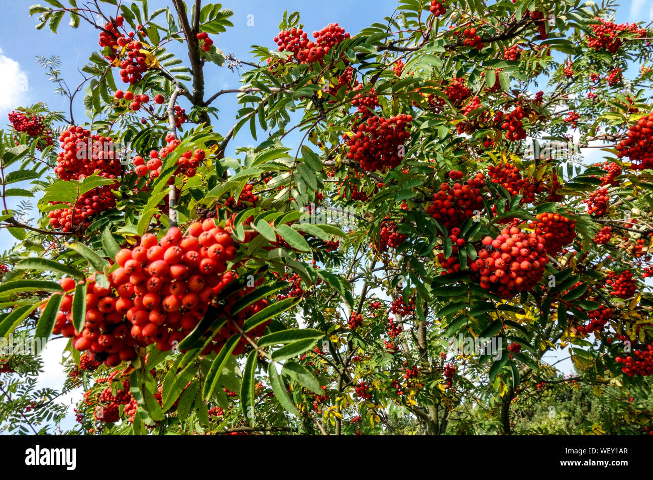 Mountain ash berries on tree, Sorbus aucuparia, Rowan in august Stock ...