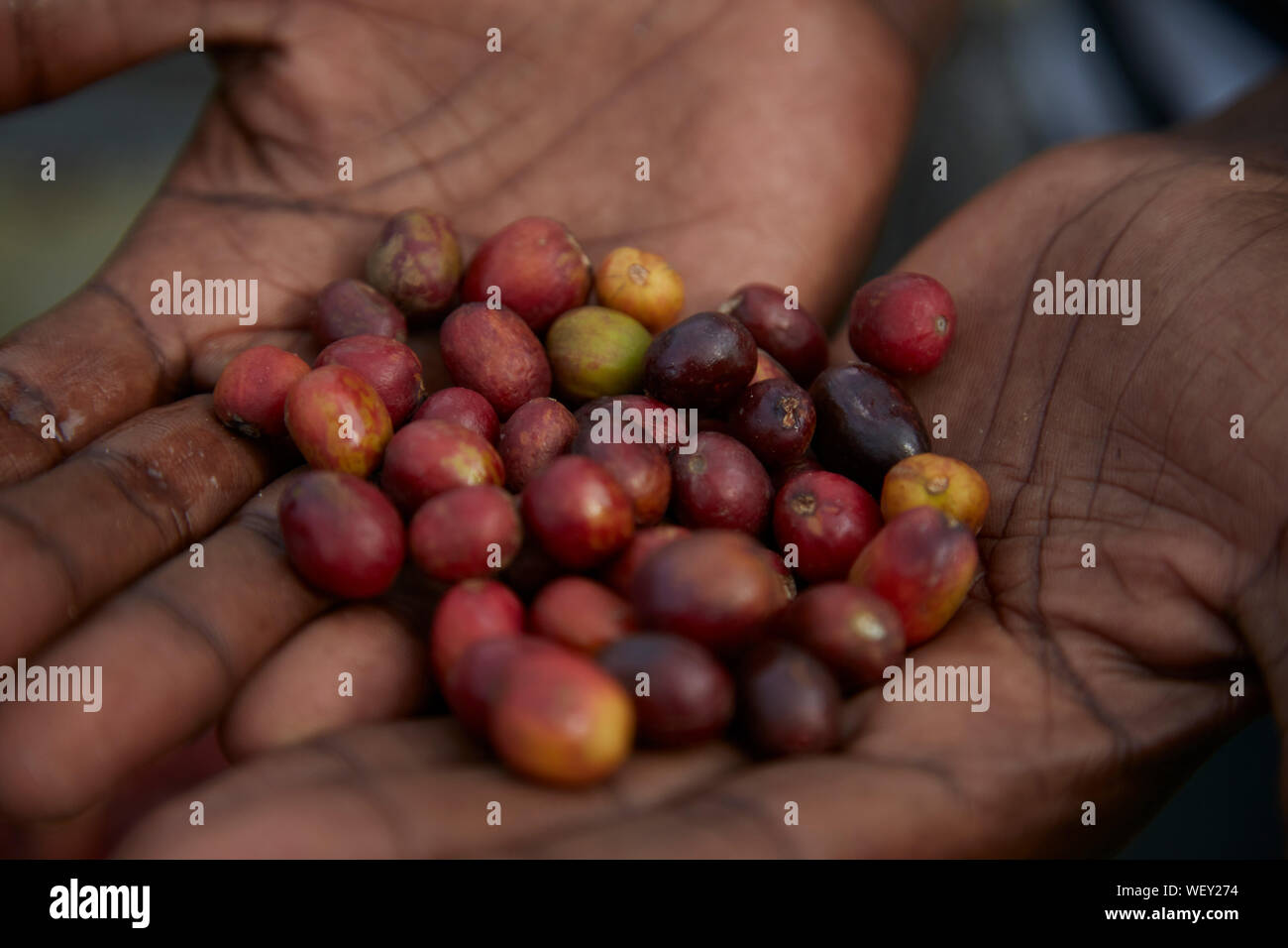 Rwanda coffee roasting hi-res stock photography and images - Alamy