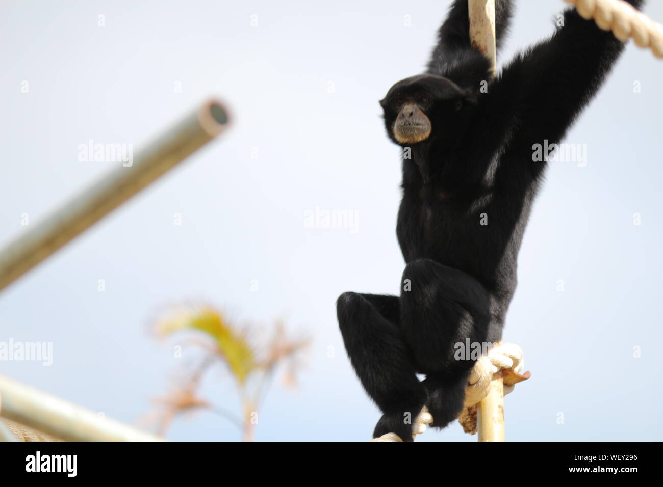 Monkey On Pole High Resolution Stock Photography and Images - Alamy