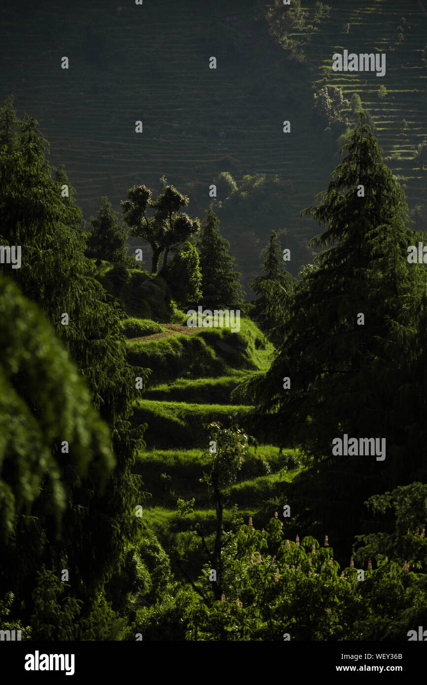 An isolated home or living places surrounded by terrace farmed green ...