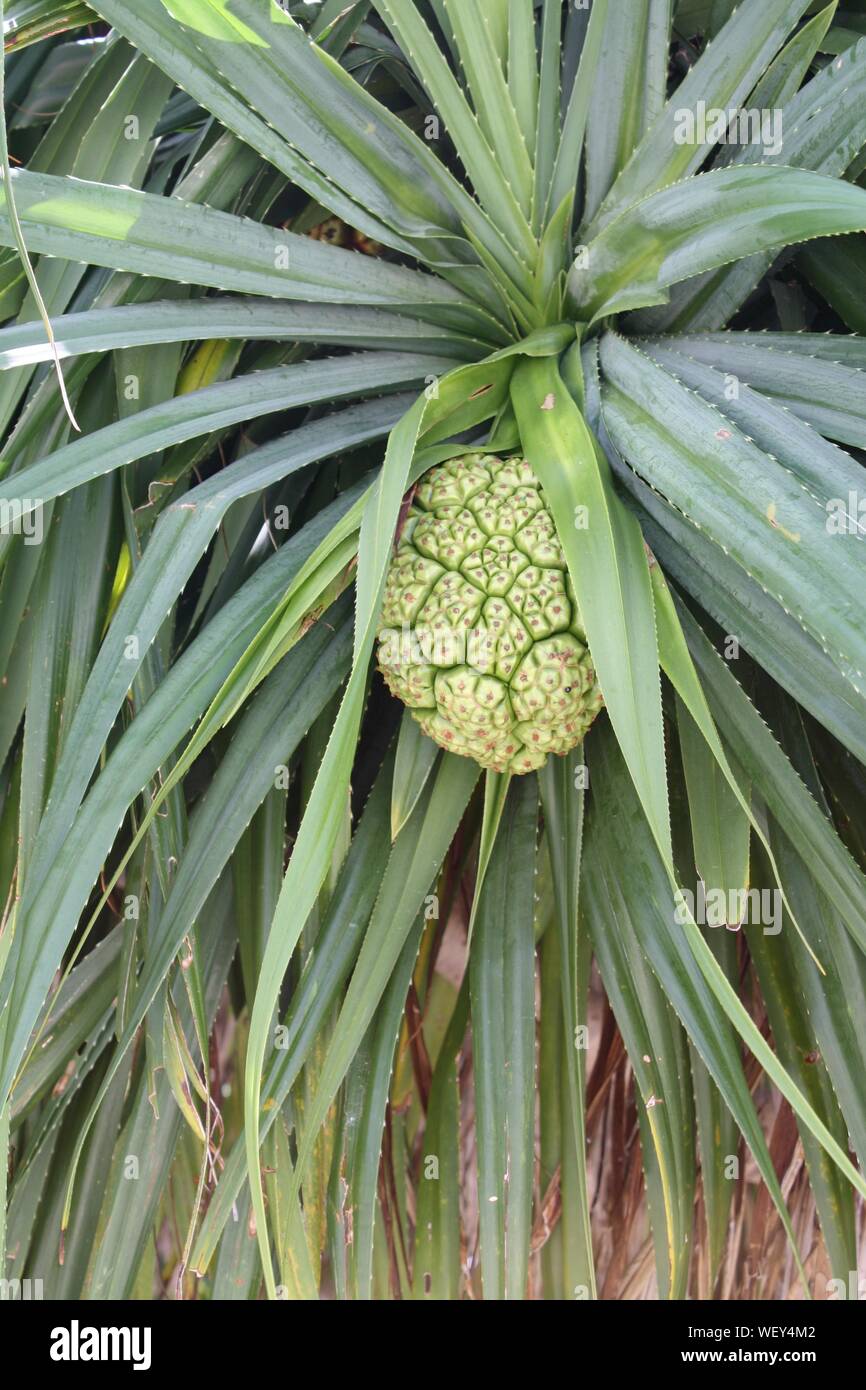 Spiky tropical plant hi-res stock photography and images - Alamy