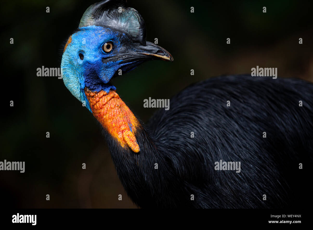 Cassowary Crest Stock Photos & Cassowary Crest Stock Images - Alamy