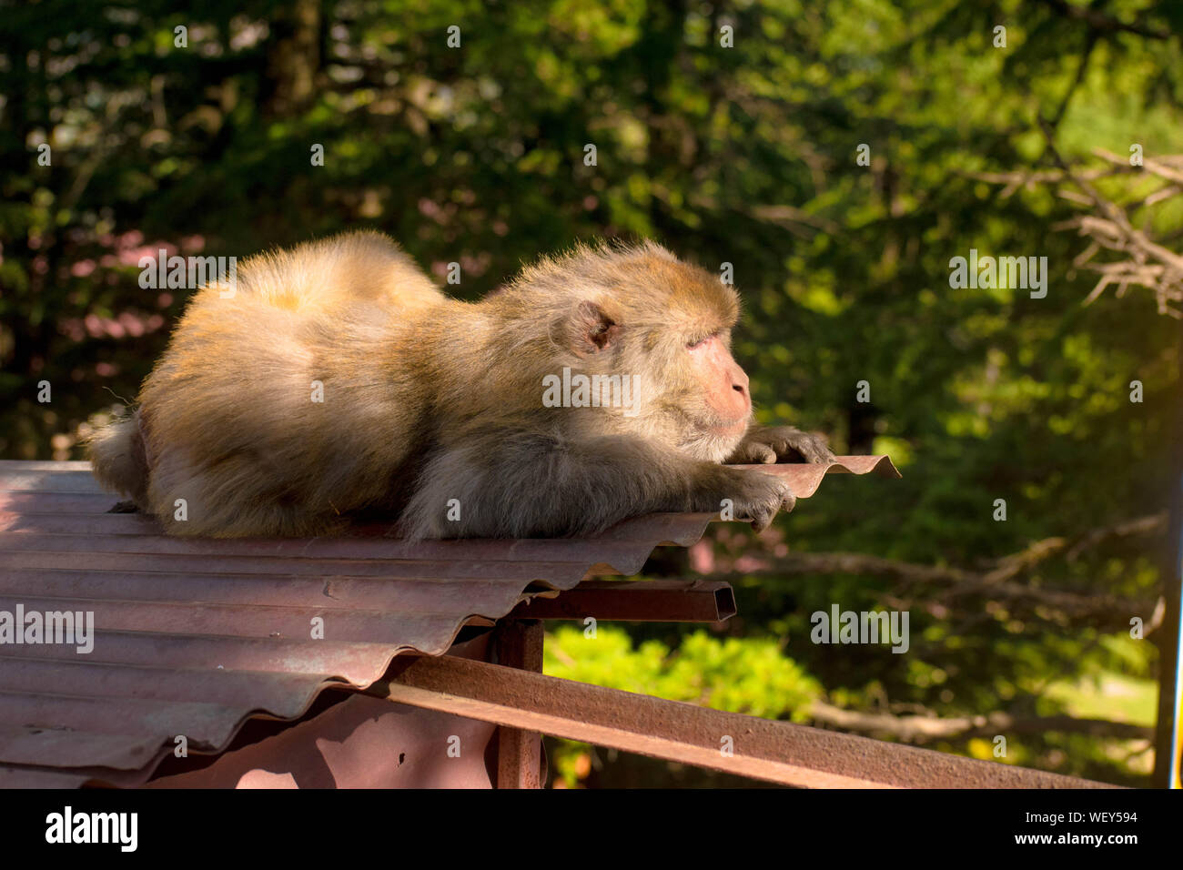Monkey sitting on a branch of a tree or something which is its natural ...