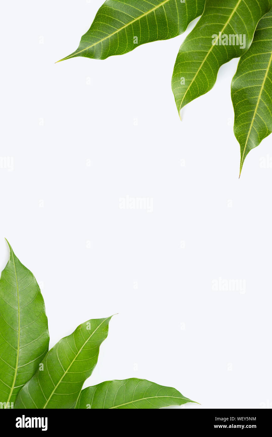 Frame made of mango leaves on white background. Top view Stock Photo ...