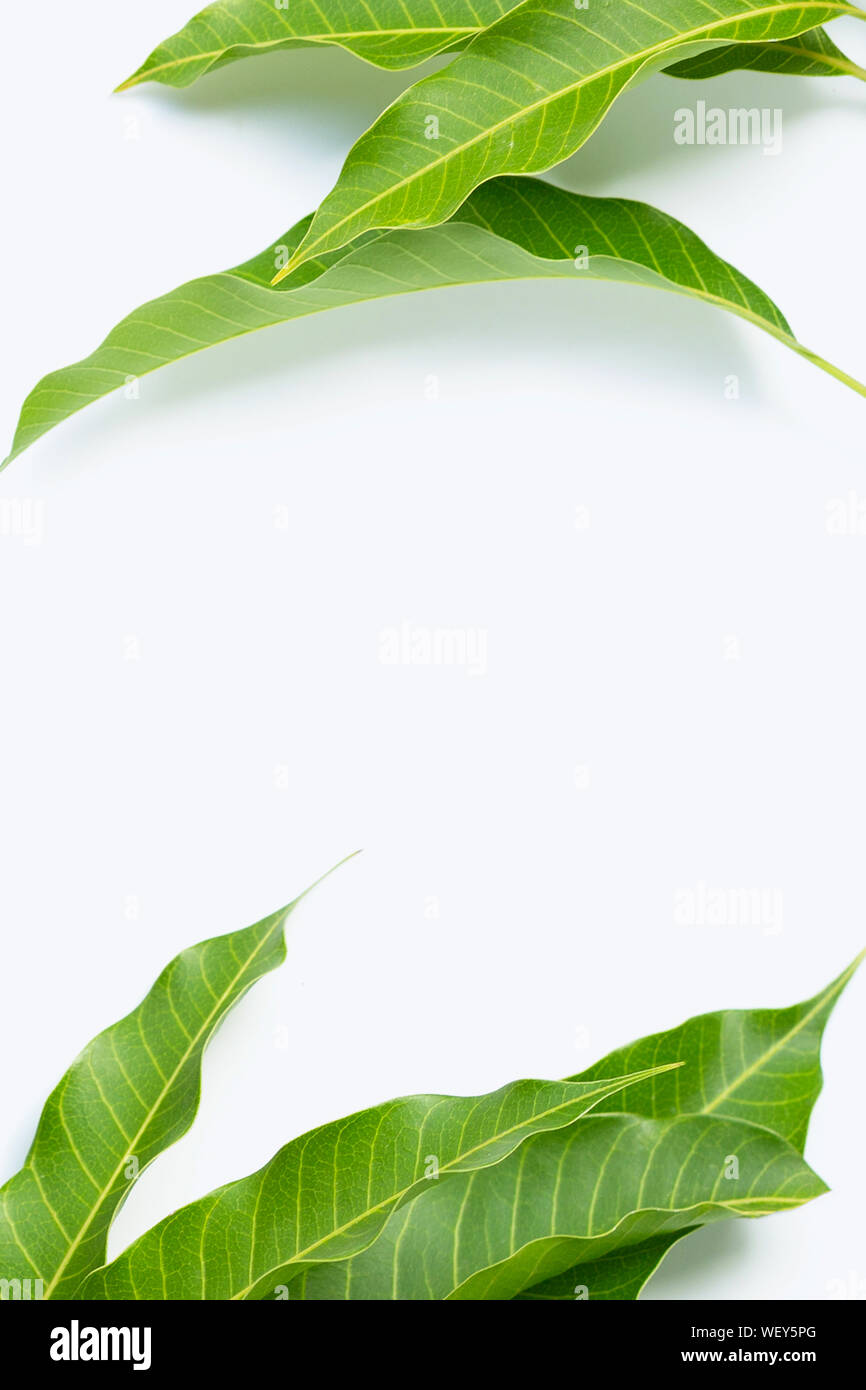 Frame made of mango leaves on white background. Top view Stock Photo ...