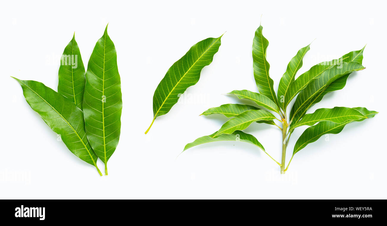Fresh mango young leaves Cut Out Stock Images & Pictures - Alamy