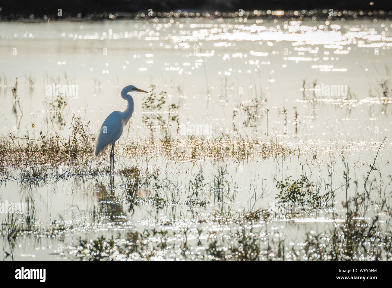 Great egret standing hi-res stock photography and images - Alamy